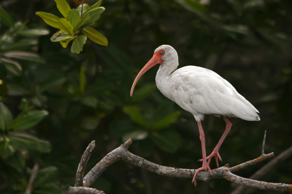 Isla de la Juventud | Fauna